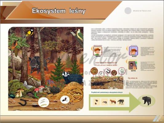 Tablica edukacyjna "Ekosystem leśny" | Dobra Cena | Sklep Online ...
