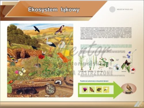 Tablica edukacyjna "Ekosystem łąkowy" | Dobra Cena | Sklep Online ...